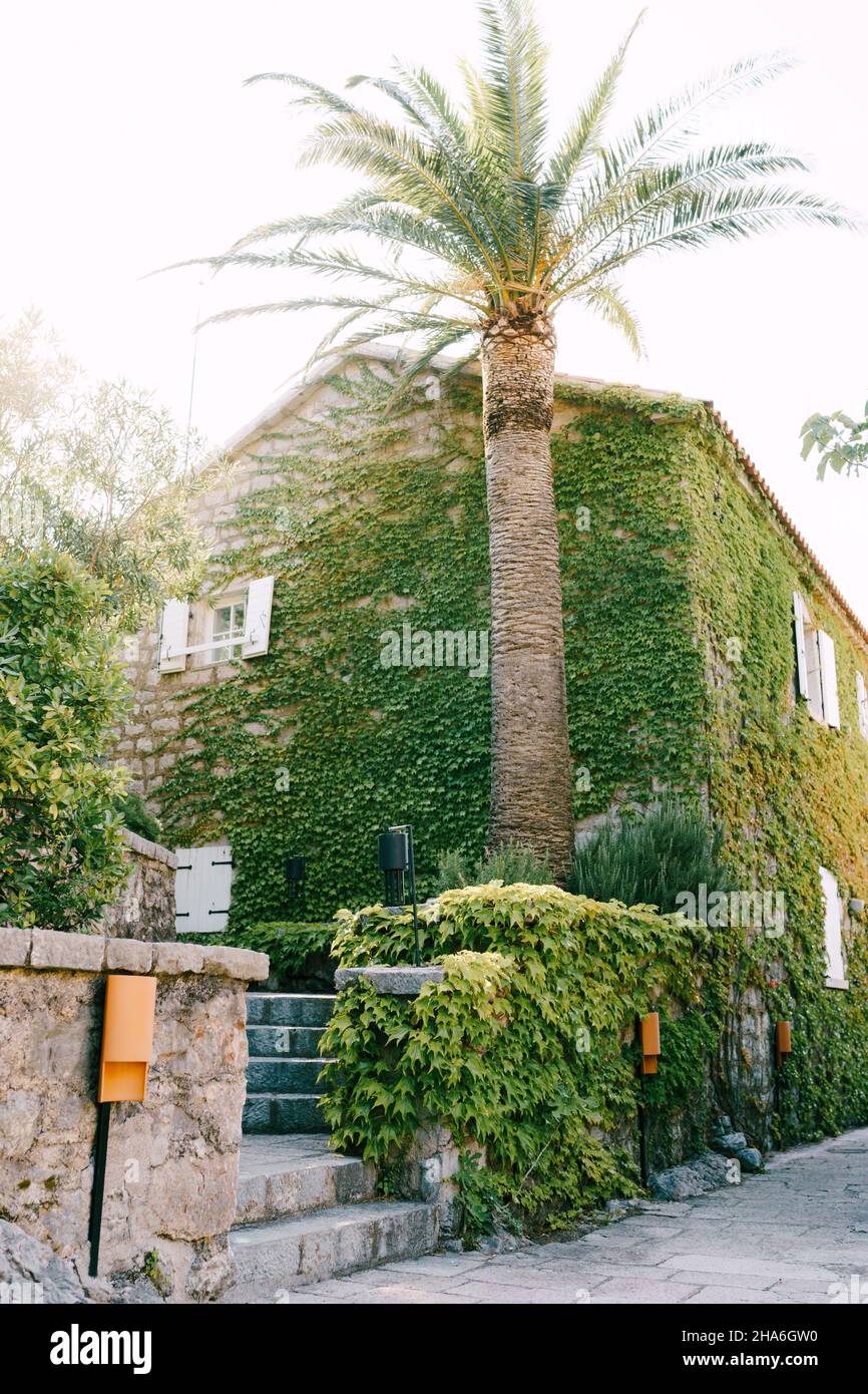 Large date palm hi-res stock photography and images - Alamy