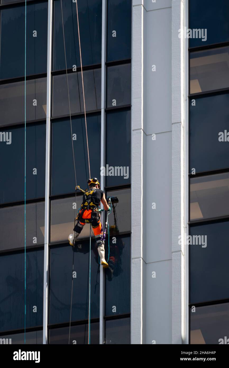 Window cleaners abseiling on side of tall office building, Wellington ...