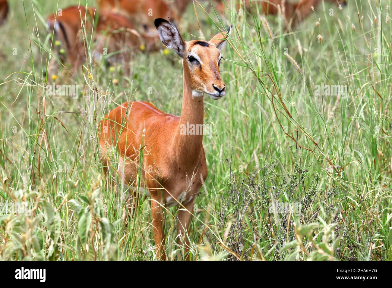 Female antelope impala (Aepyceros melampus) staying in a high grass ...