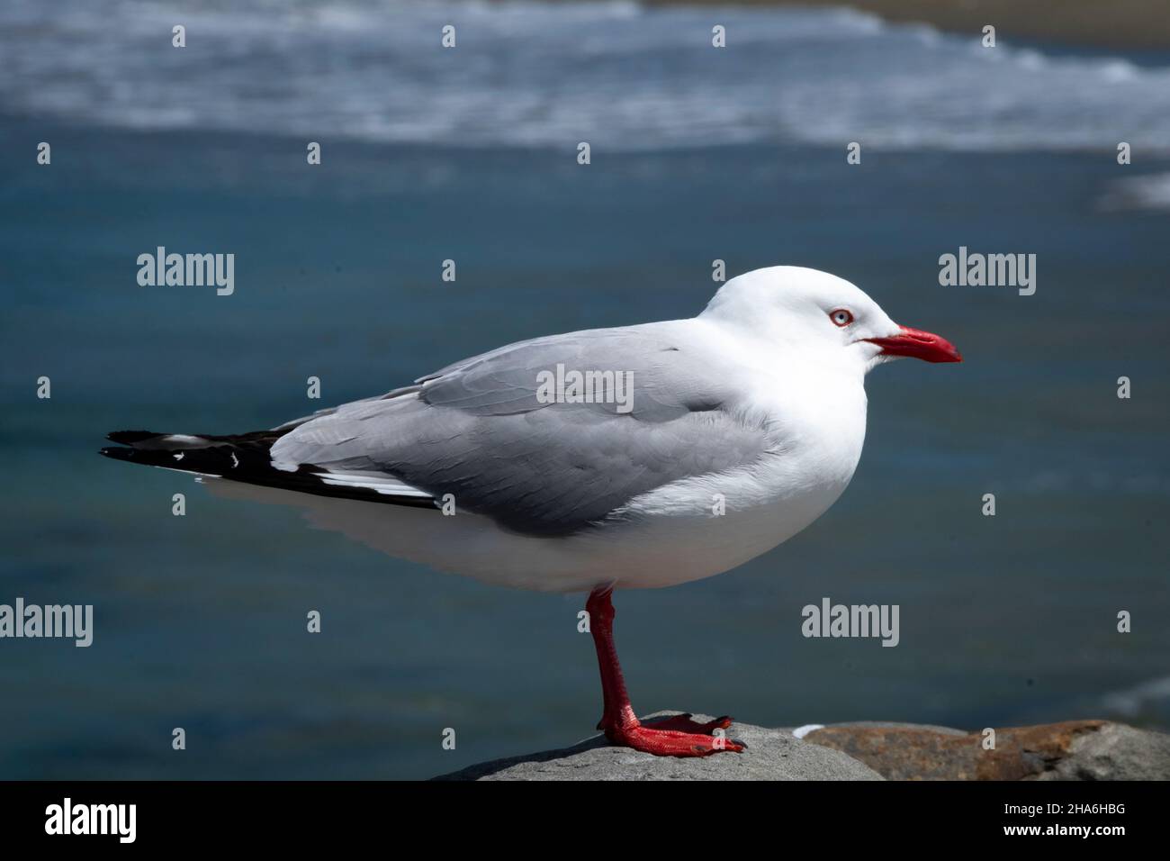 Red Billed Gull, Lyall Bay, Wellington, North Island, New Zealand Stock ...