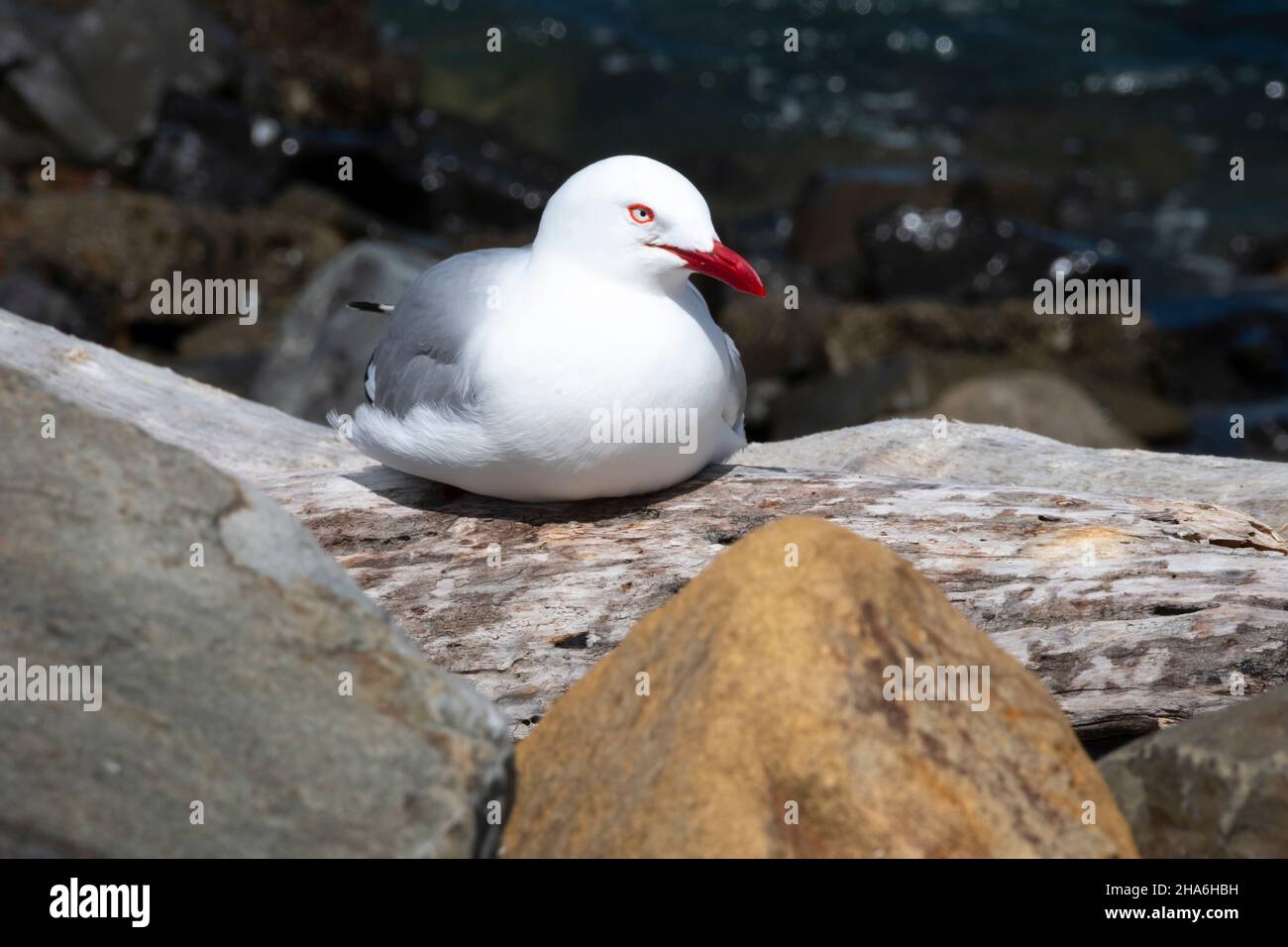 Red Billed Gull, Lyall Bay, Wellington, North Island, New Zealand Stock ...