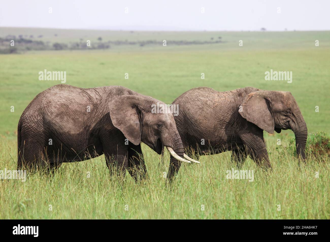 Green grass and elephants hi-res stock photography and images - Alamy