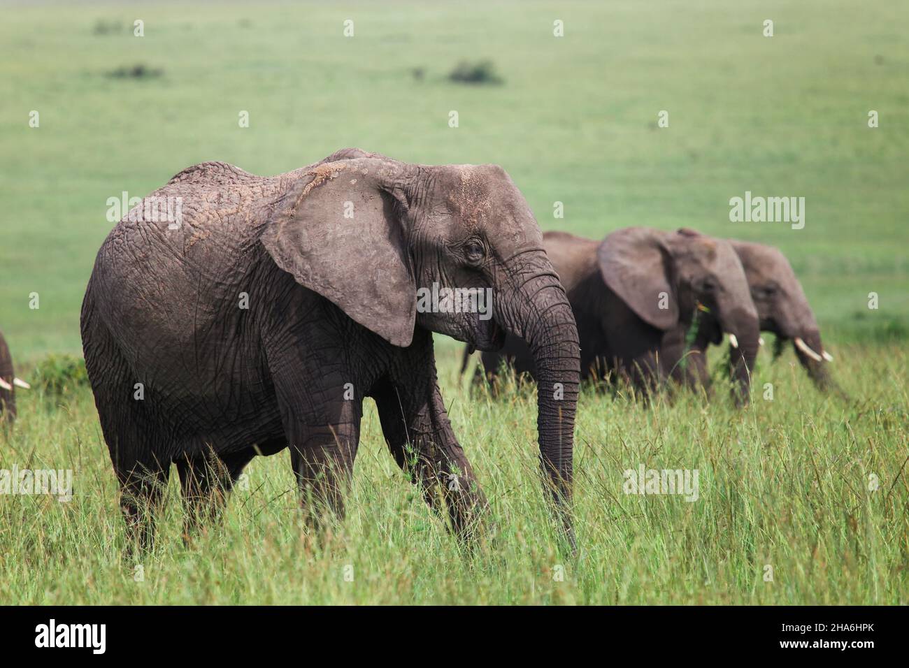 African bush elephants walk hi-res stock photography and images - Alamy