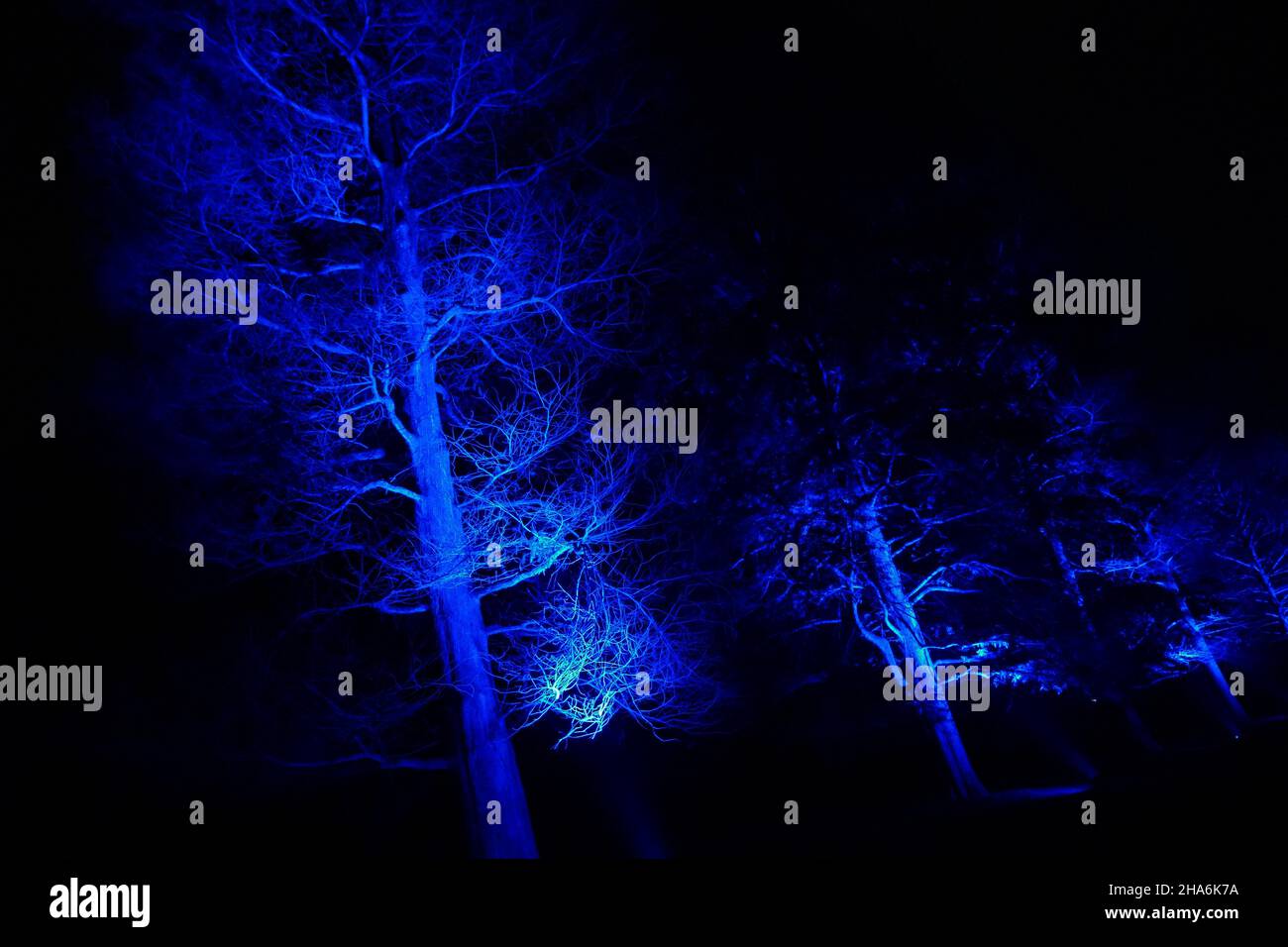 The tall trees lit up in blue color lights Stock Photo - Alamy