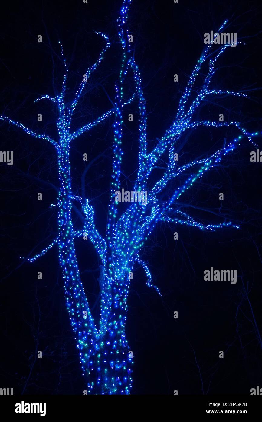 Lighted up tree hi-res stock photography and images - Alamy