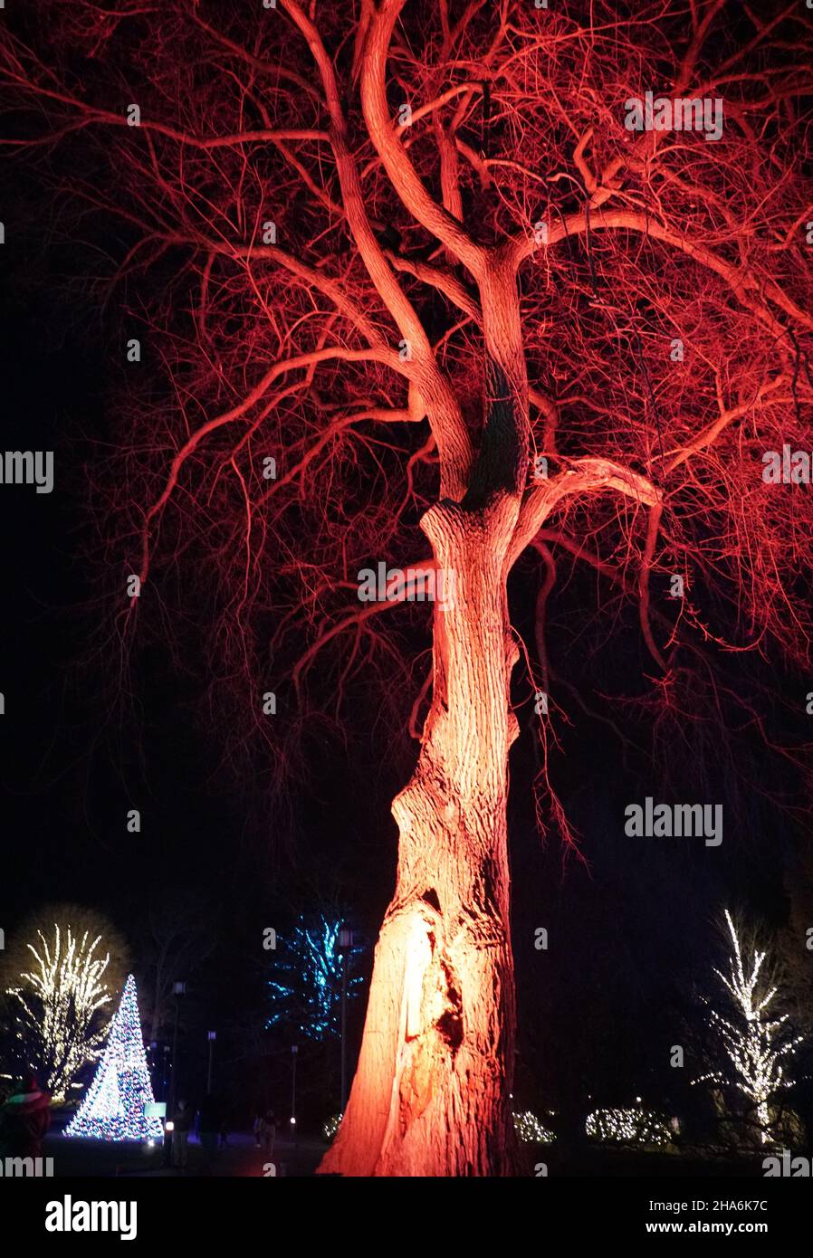 The tall trees lit up in red color lights Stock Photo - Alamy