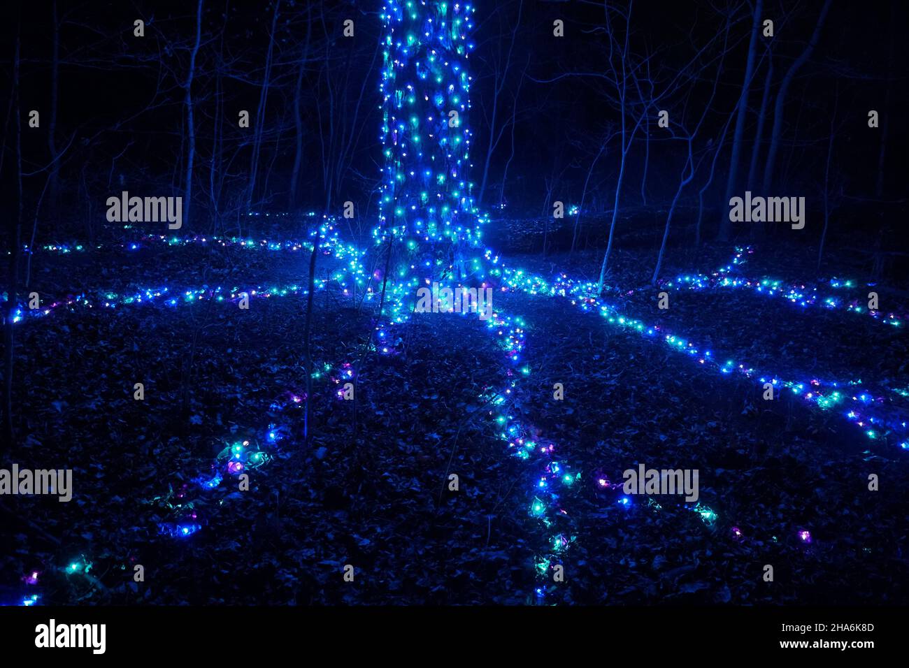 Tree roots wrapped in blue color lights Stock Photo - Alamy