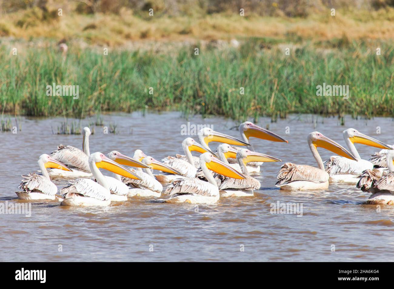 Great white pelicans (Pelecanus onocrotalus) floating at the lake Stock ...