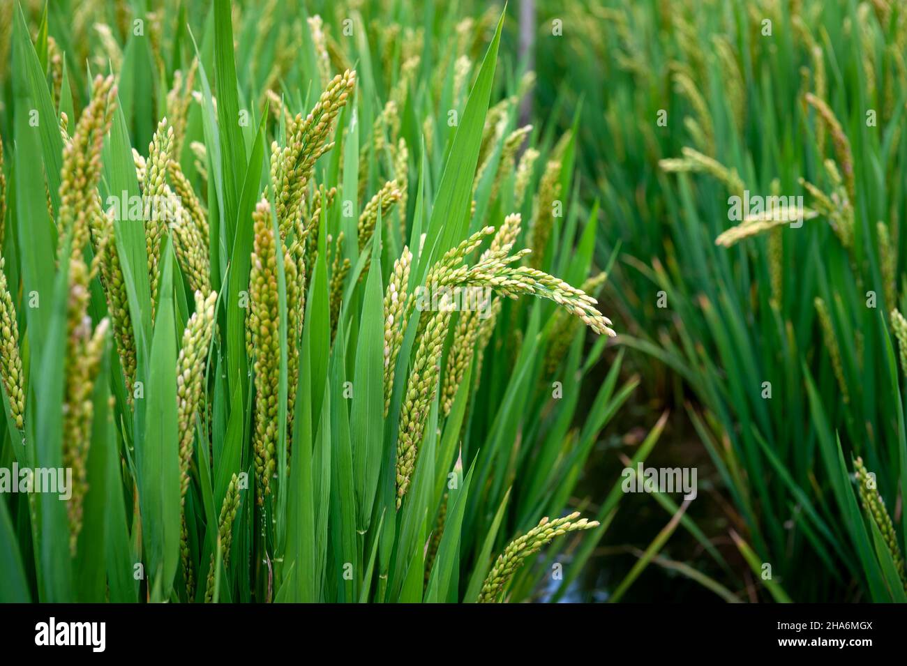 Ears of paddy hi-res stock photography and images - Alamy