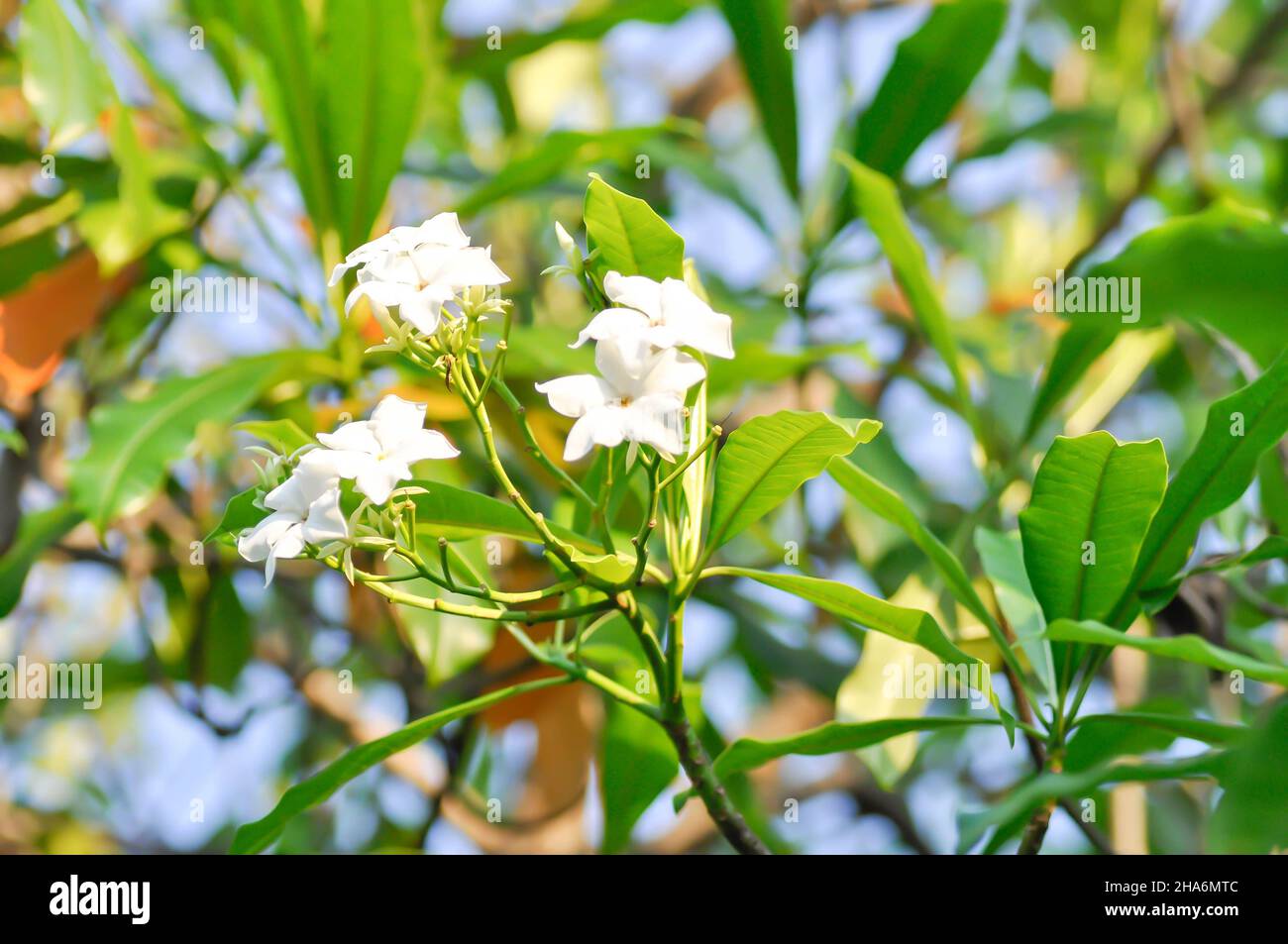 Cerbera Odollam Gaertn or Apocynaceae, flower and sky background Stock ...