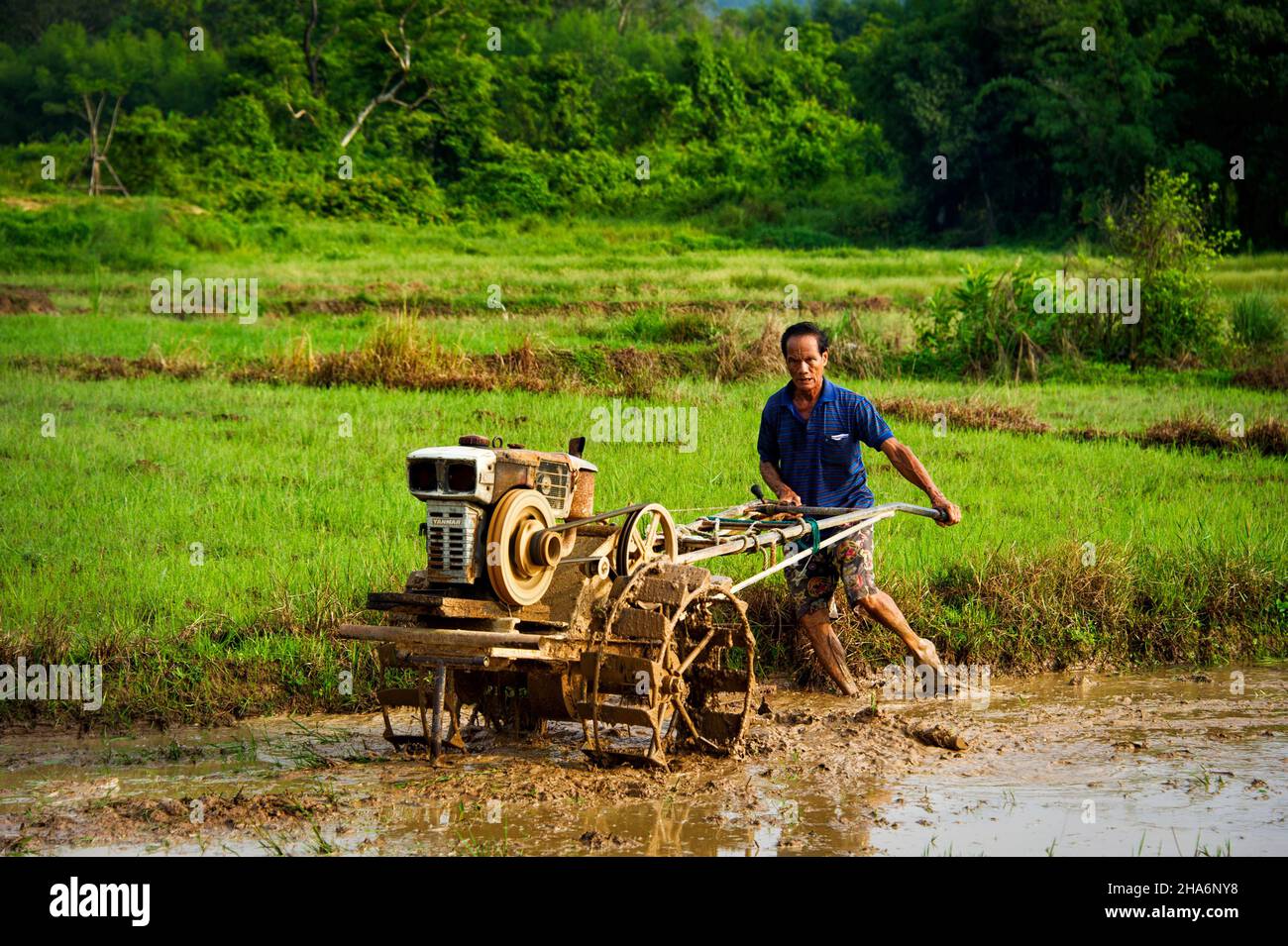 Farmer using a Hand Tractor to plow the fields in rural Thailand Stock ...