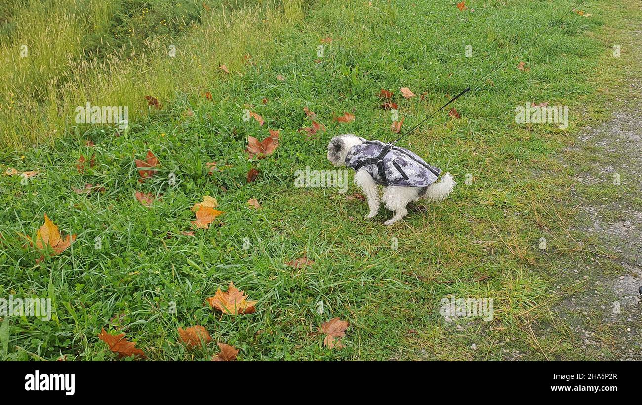Dog defecating hi-res stock photography and images - Alamy