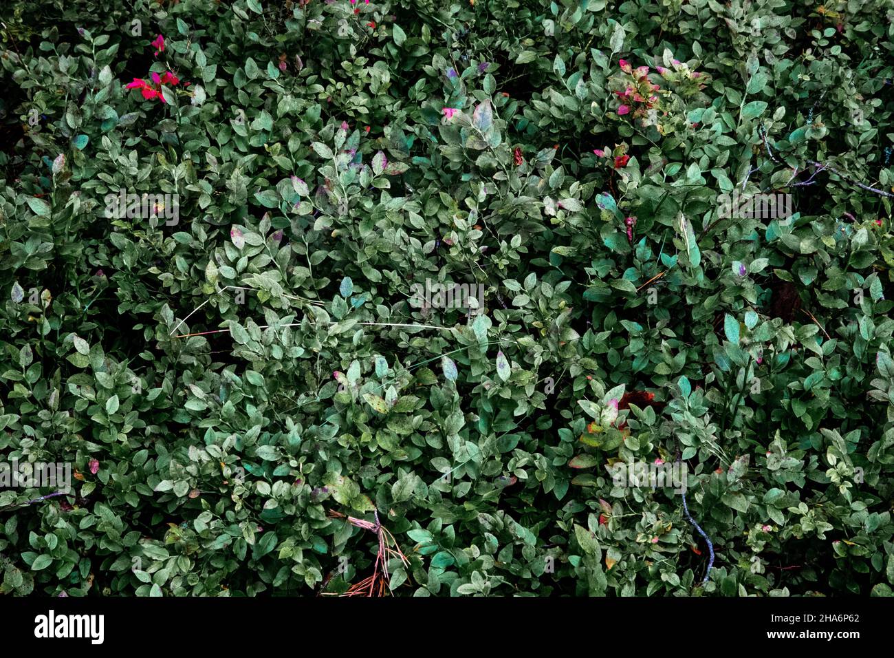 Dense thicket with small colorful flowers and dark green leaves in a ...