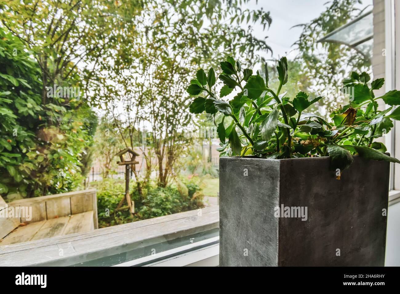 Black flower pot next to the window Stock Photo - Alamy