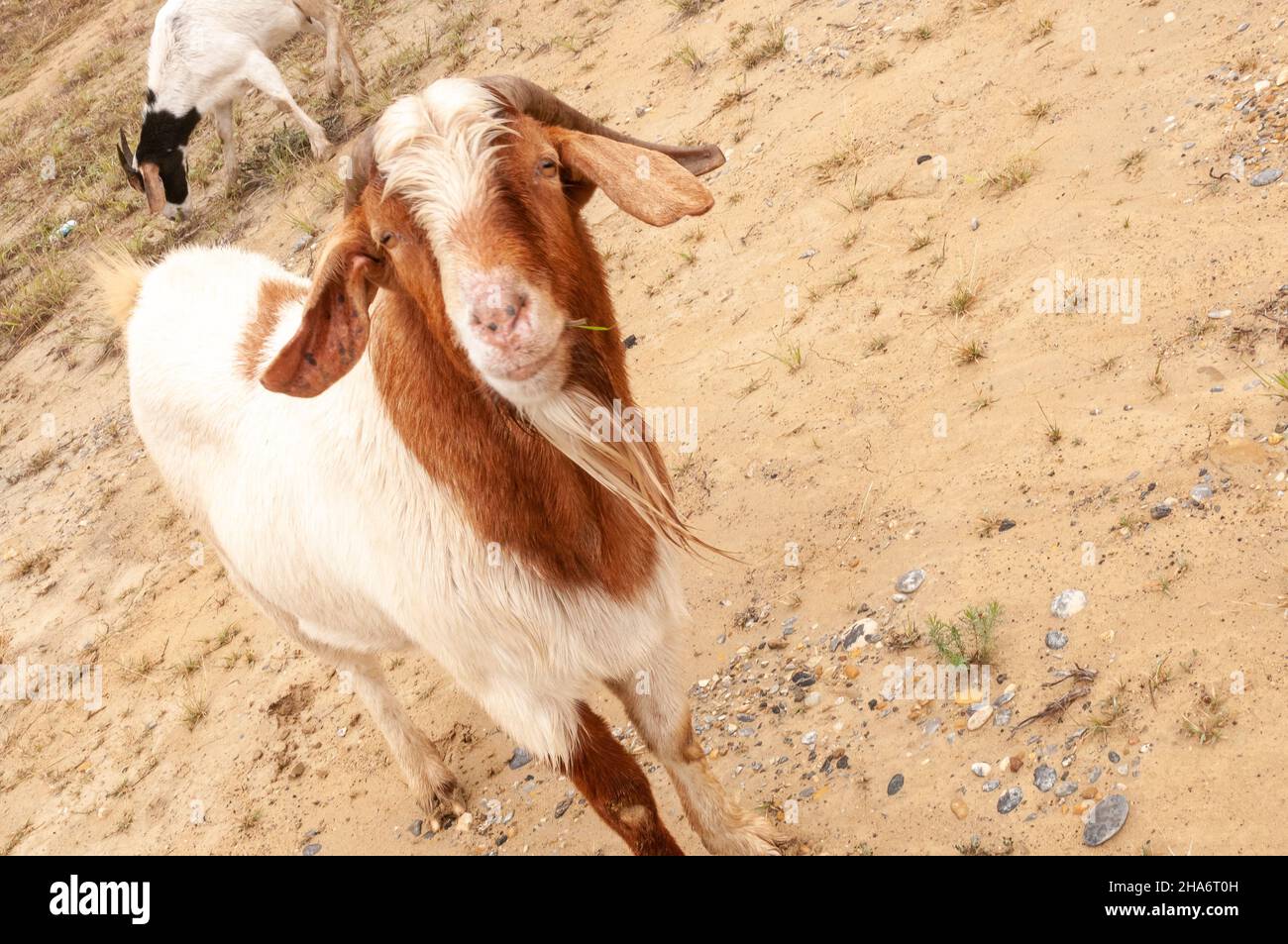 a male goat looking to the camera with curiosity on a dry rocky field ...