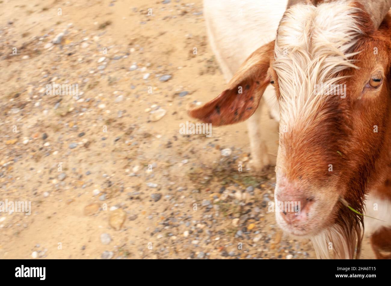 a male goat looking to the camera with curiosity on a dry rocky field ...