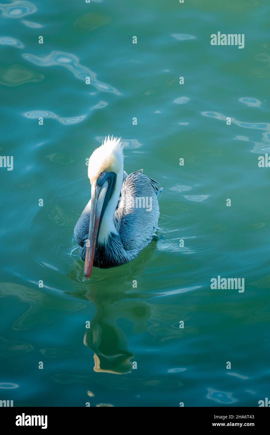A pelican swimming in the sea Stock Photo - Alamy