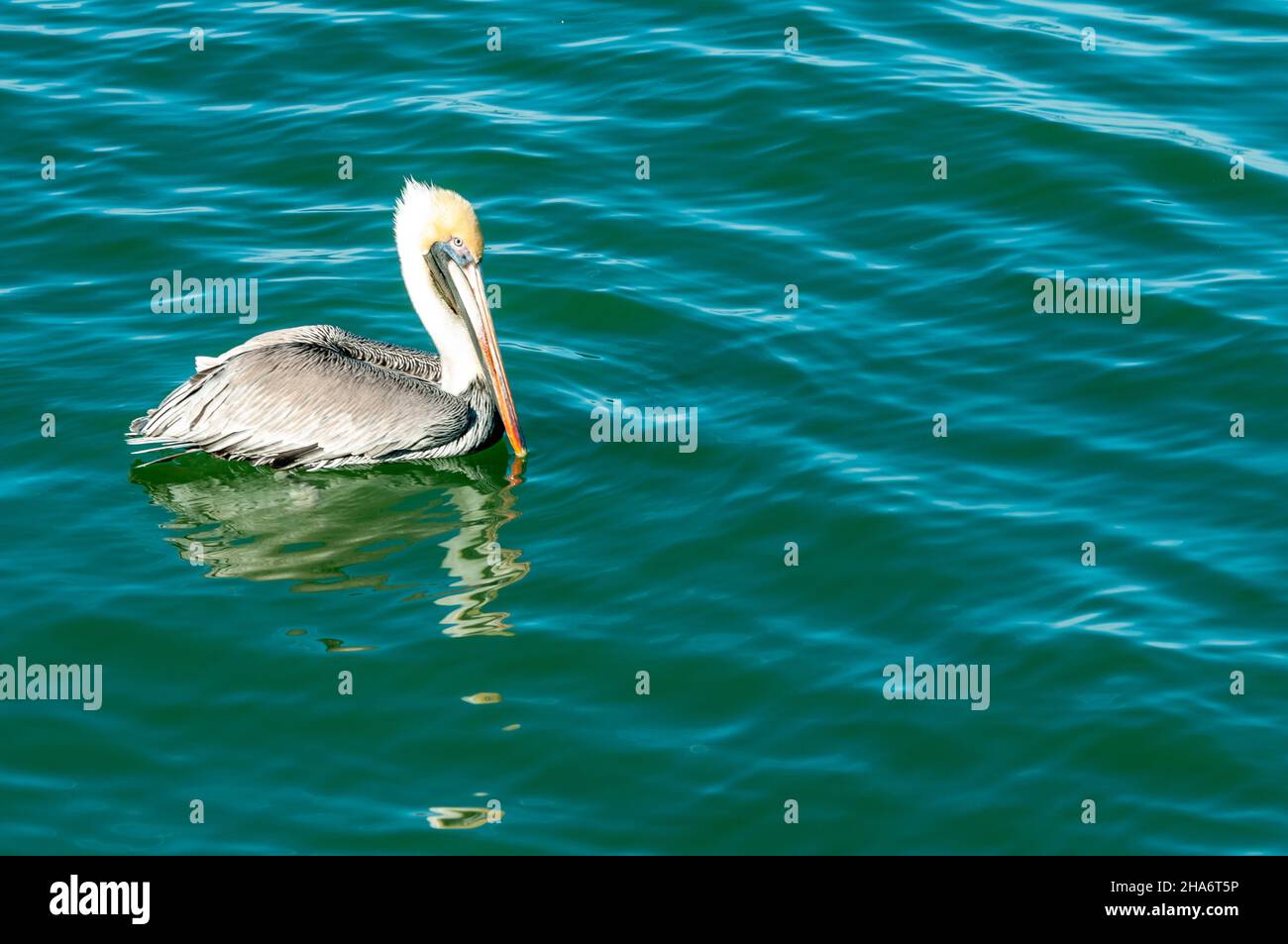 A pelican swimming in the sea Stock Photo - Alamy