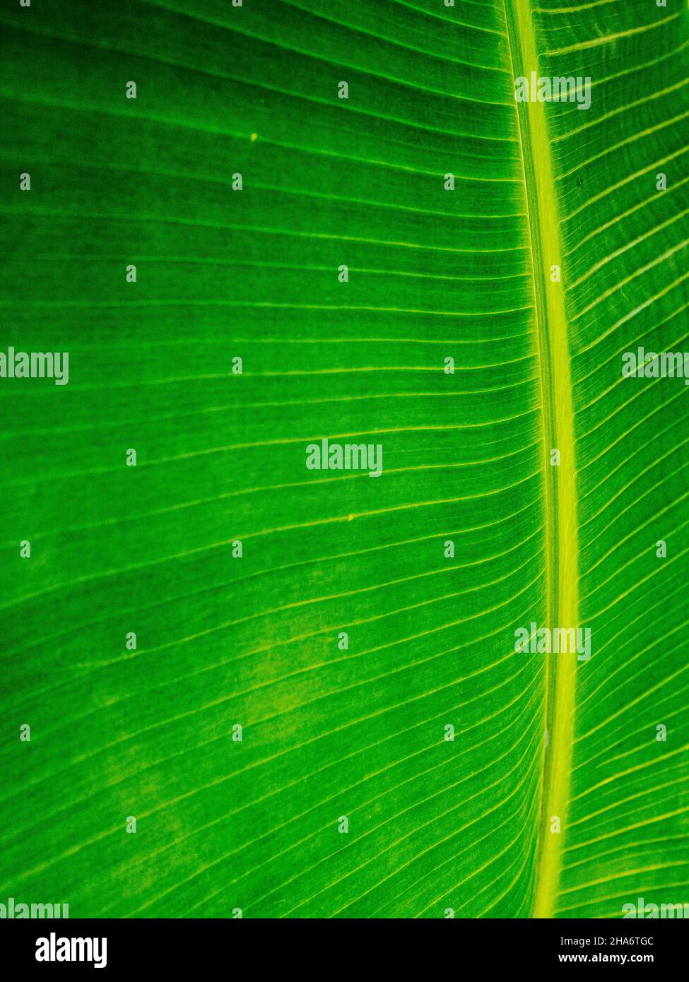 Banana Leaf Texture