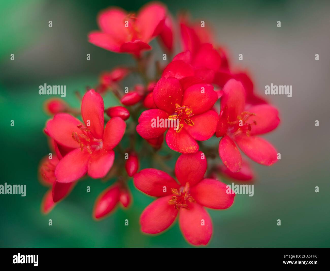 small red flowers againt light green background Stock Photo - Alamy