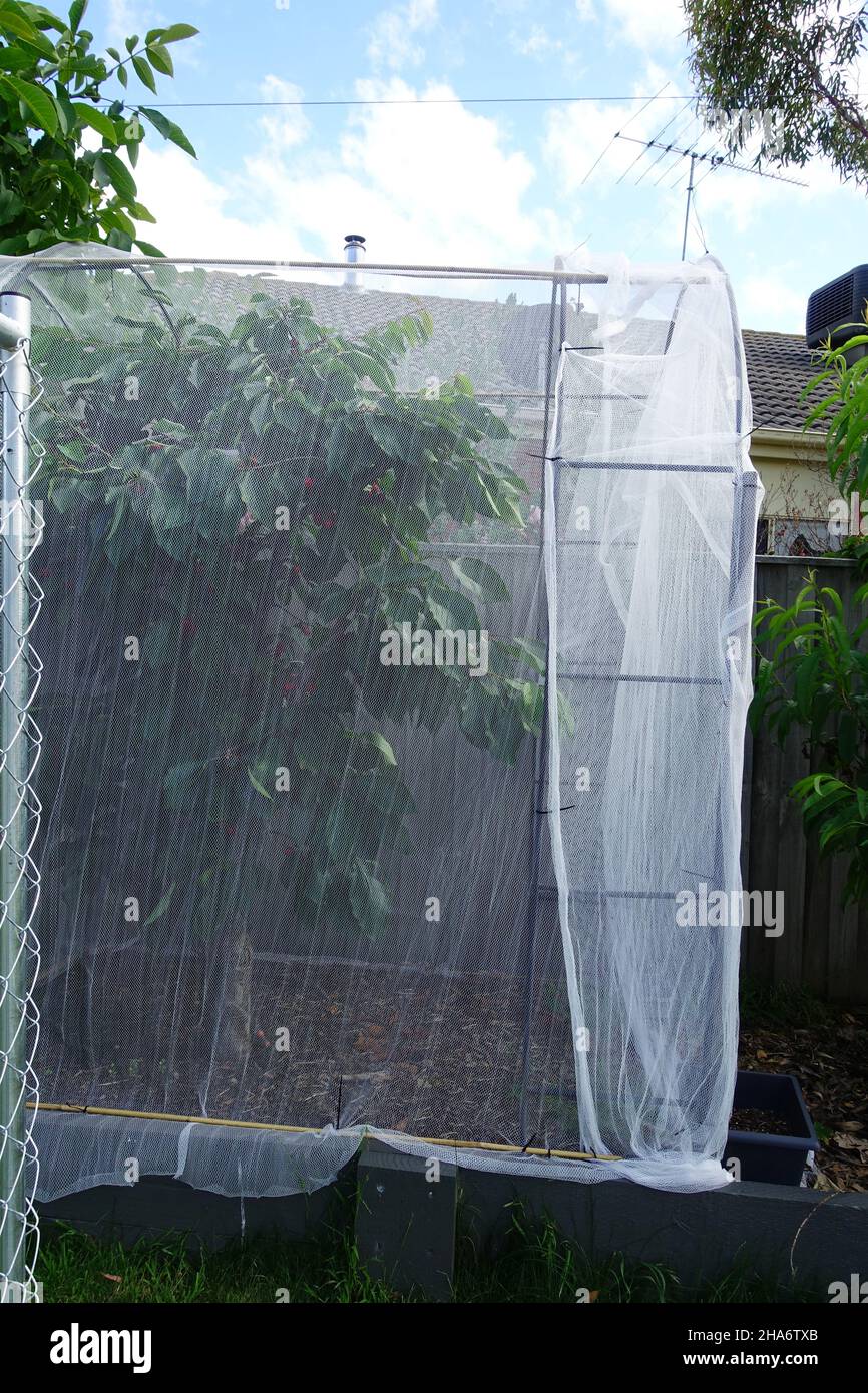 Fine mesh bird net over a frame protecting a cherry tree from bird ...