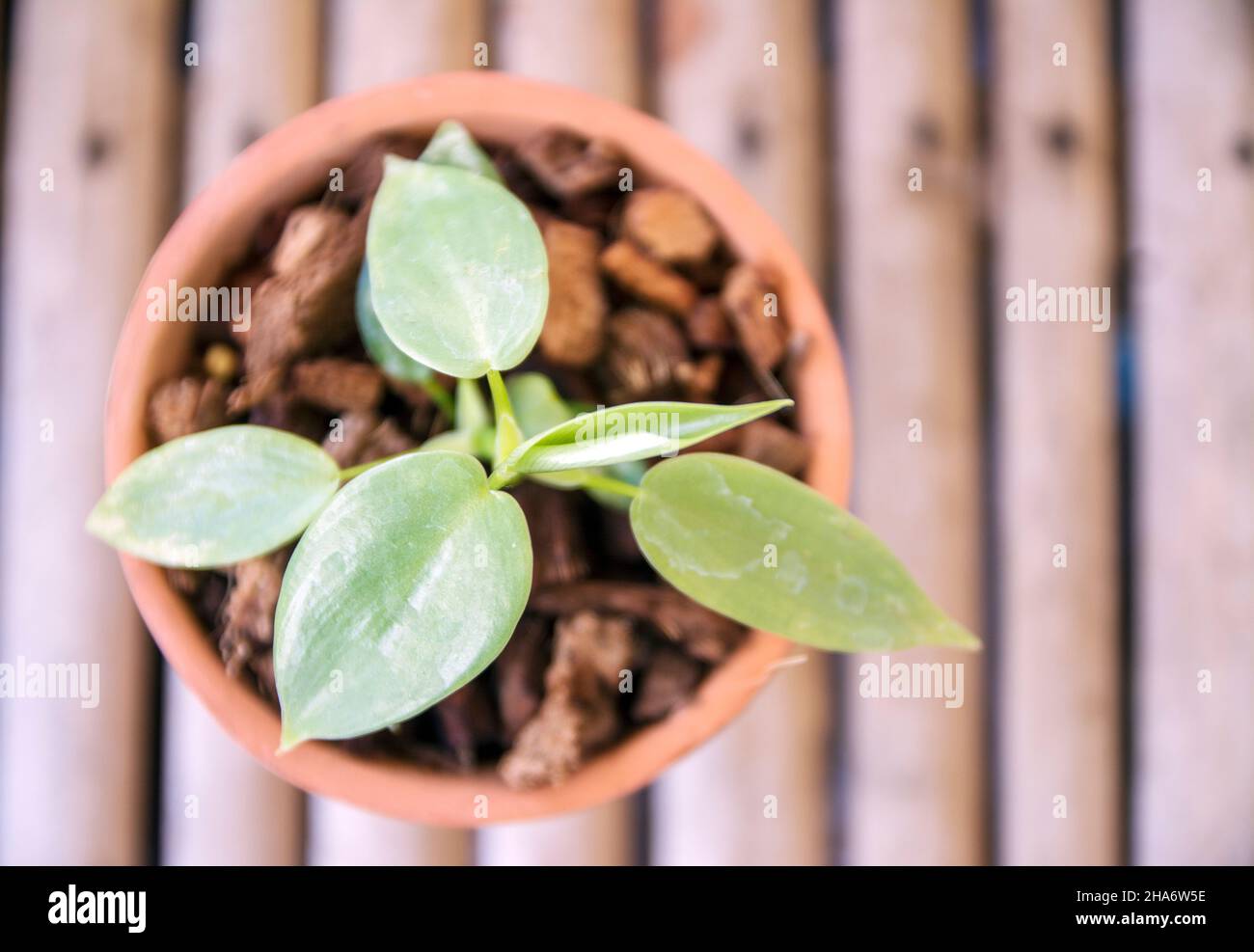 small plant is growing represent to hope, start or life Stock Photo - Alamy