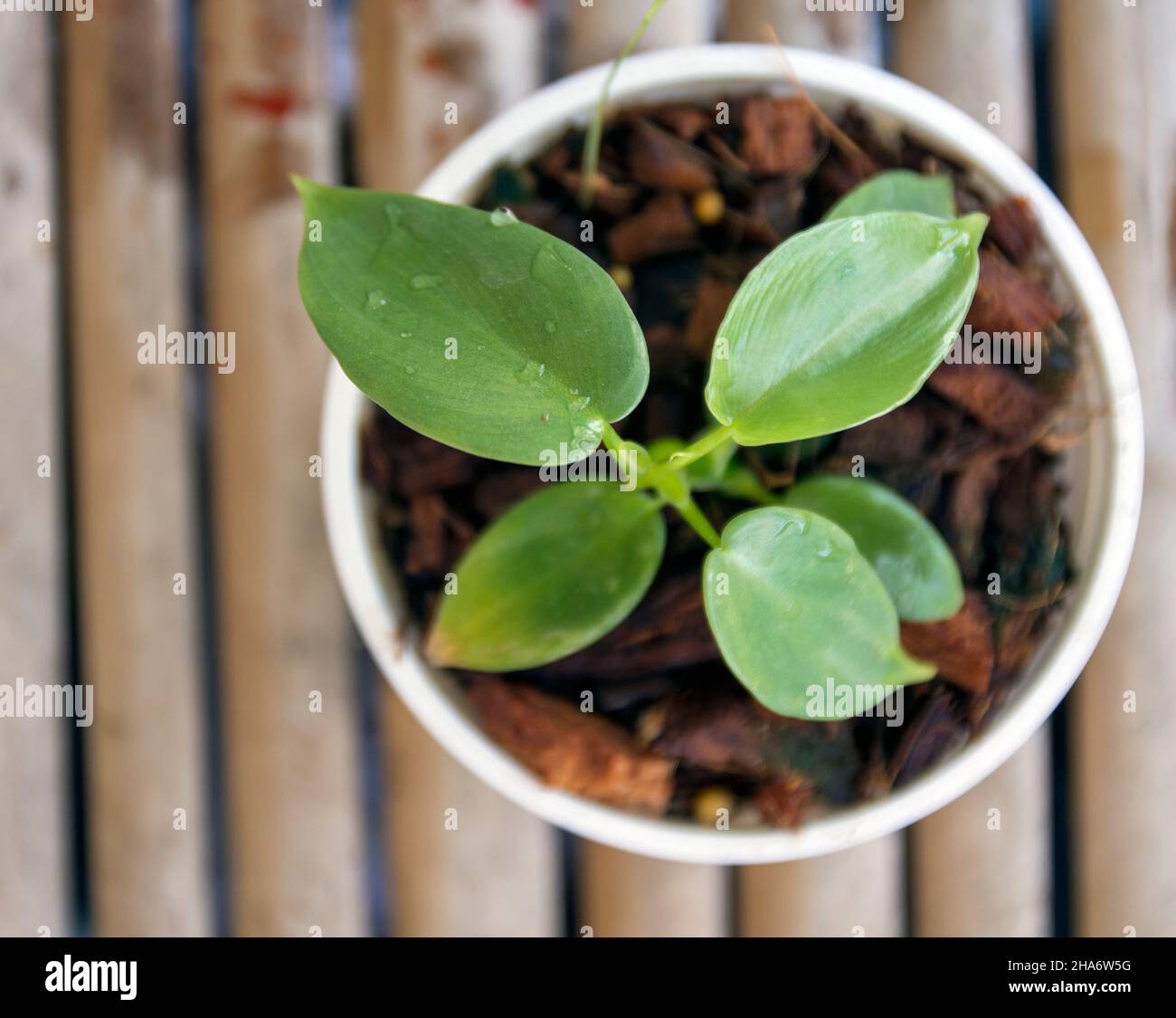 small plant is growing represent to hope, start or life Stock Photo - Alamy