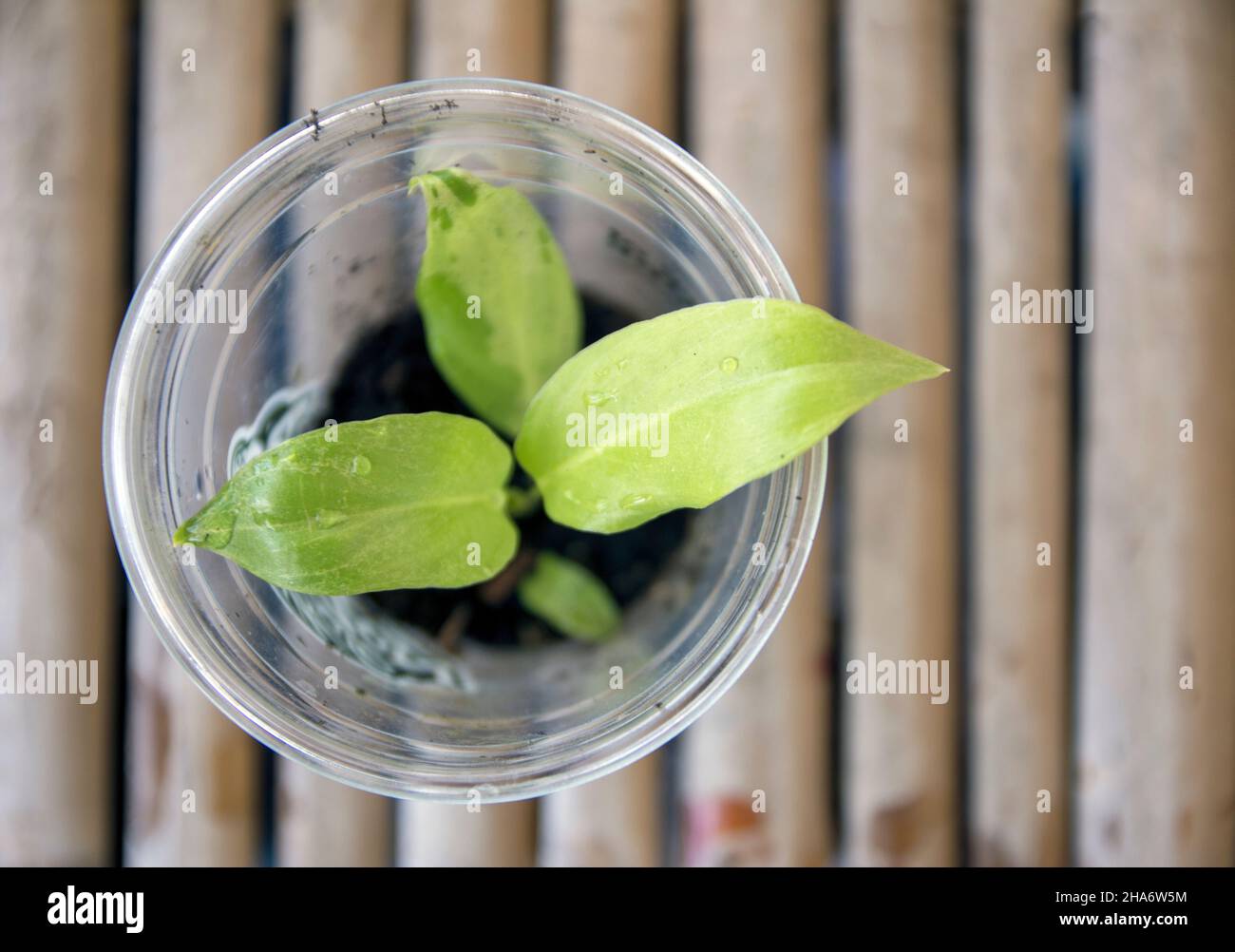 small plant is growing represent to hope, start or life Stock Photo - Alamy
