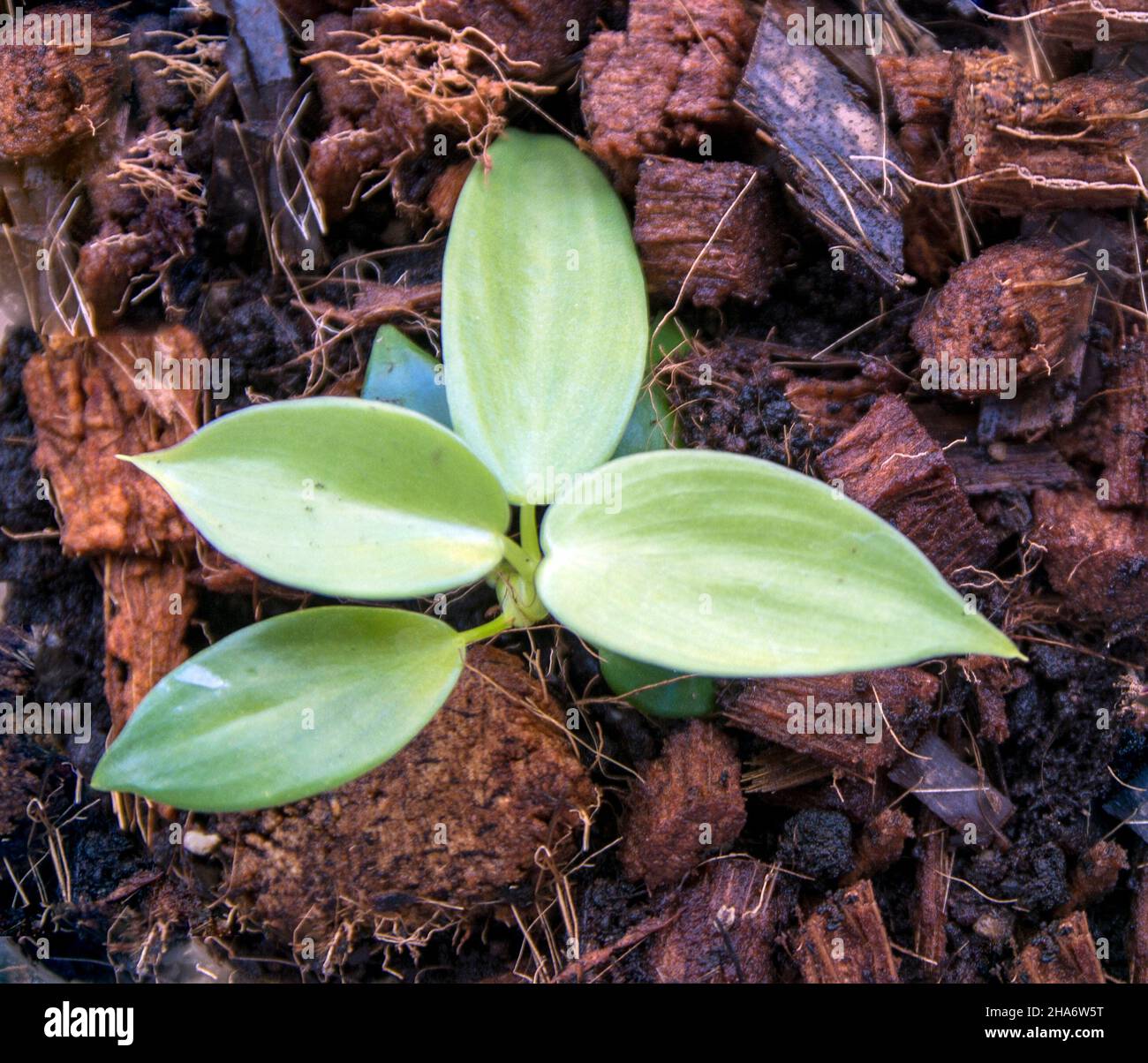 small plant is growing represent to hope, start or life Stock Photo - Alamy