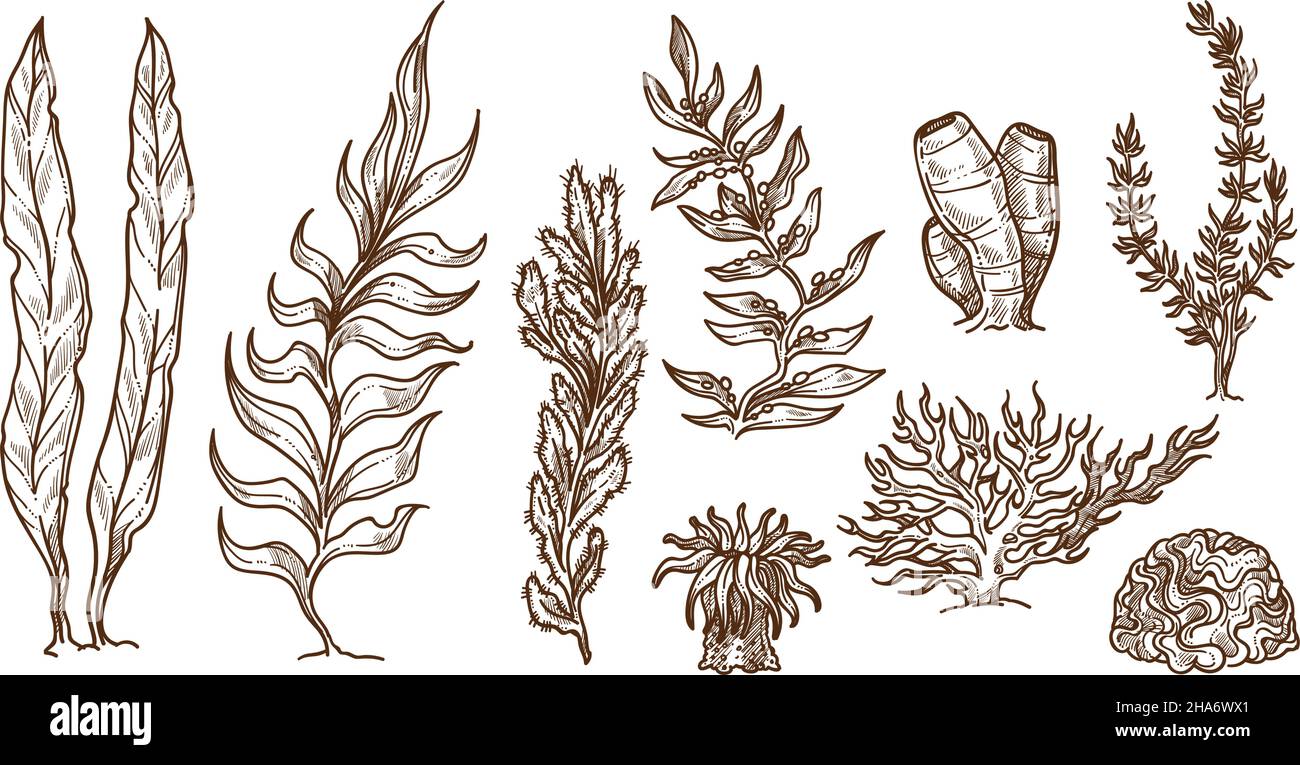 Ocean and sea botany and foliage, seaweed or grass, coral reefs for ...