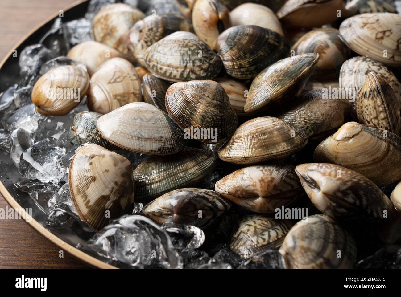 Bivalves Clams