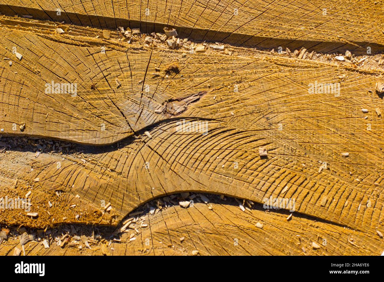 Texture of sawn wood Stock Photo - Alamy
