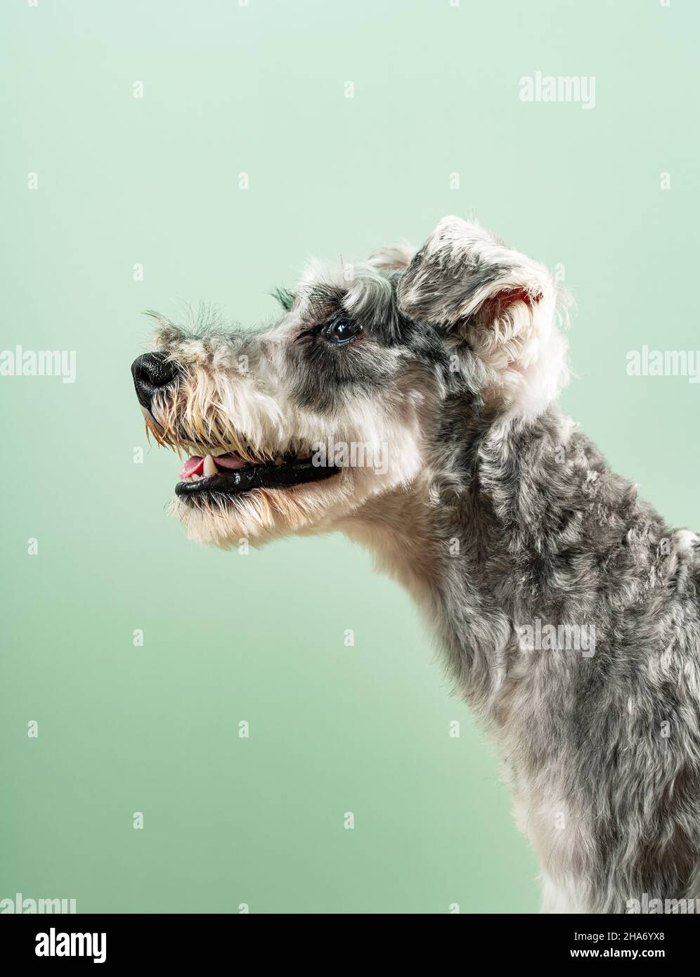 Dog upper body hi-res stock photography and images - Alamy