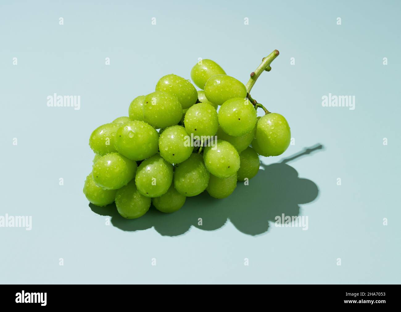 Shine Muscat grapes with water droplets on a green background. White ...