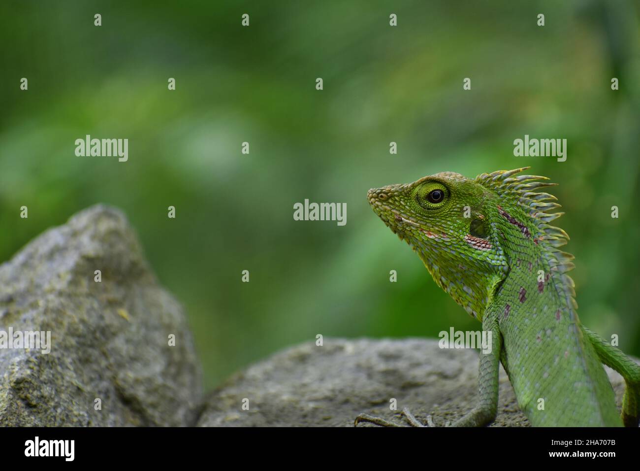 A maned forest lizard standing on the rock. Bronchocela jubata Stock ...