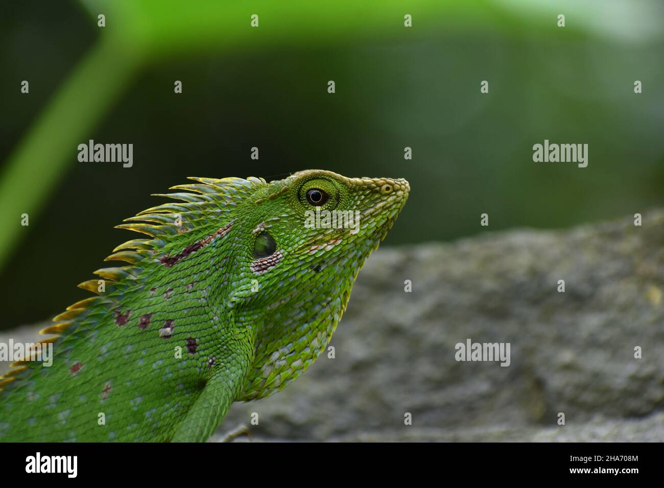 A maned forest lizard standing on the rock. Bronchocela jubata Stock ...