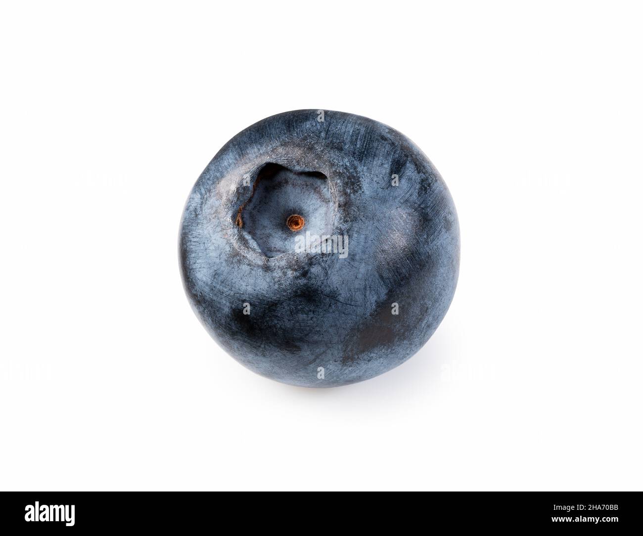 A single blueberry on a white background Stock Photo - Alamy