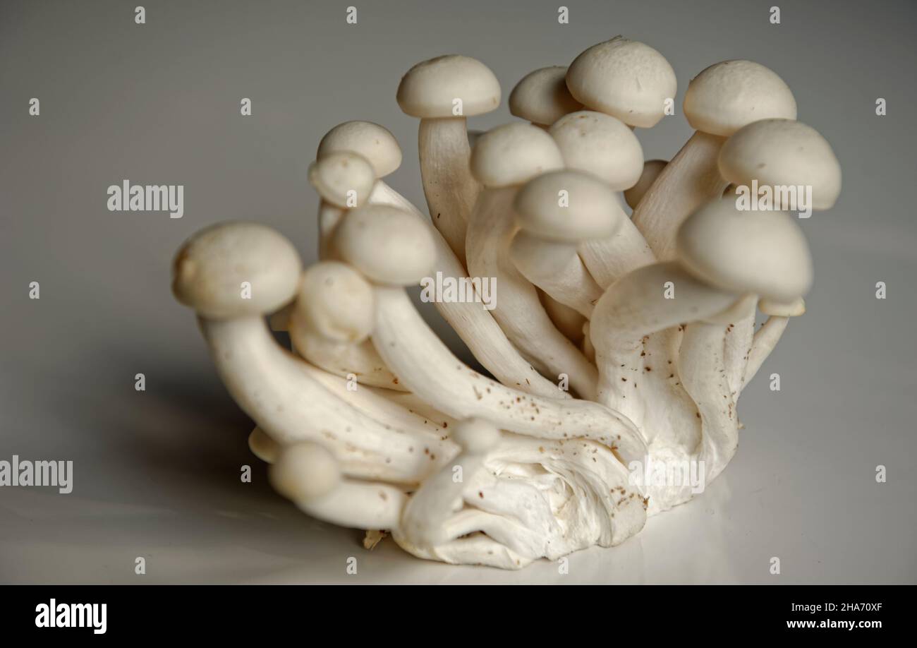 Weißer Buchenpilz, Buna-Shimeji, Shimeji, Buchenrasling (Hypsizygus ...