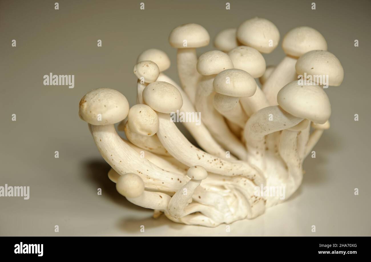 Weißer Buchenpilz, Buna-Shimeji, Shimeji, Buchenrasling (Hypsizygus ...