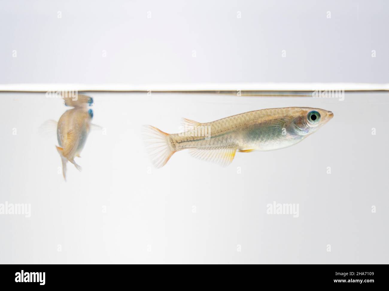 Japanese killifish swimming in a tank with a white background Stock ...