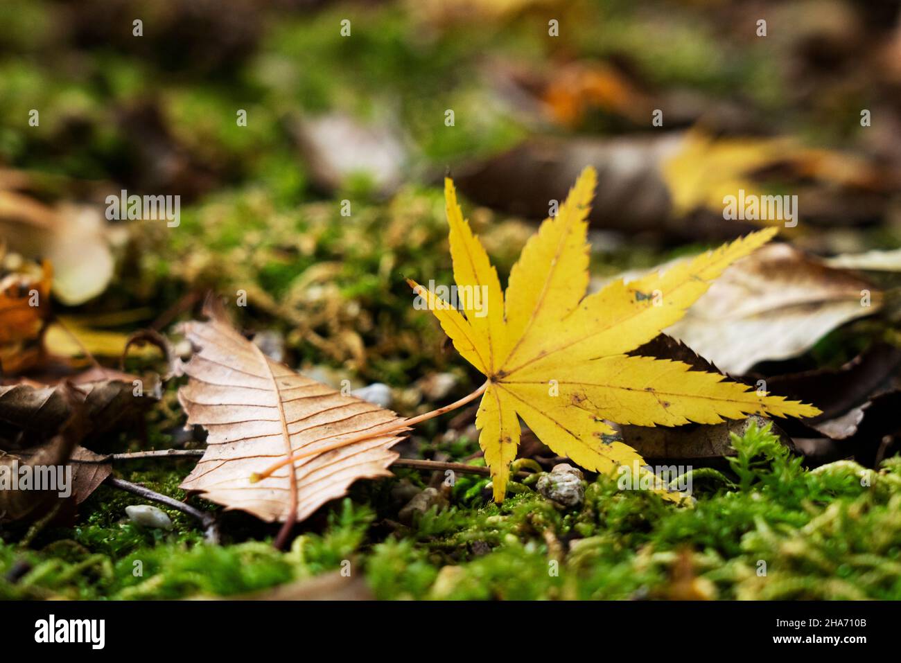 Closeup yellow japanese foliage hi-res stock photography and images - Alamy