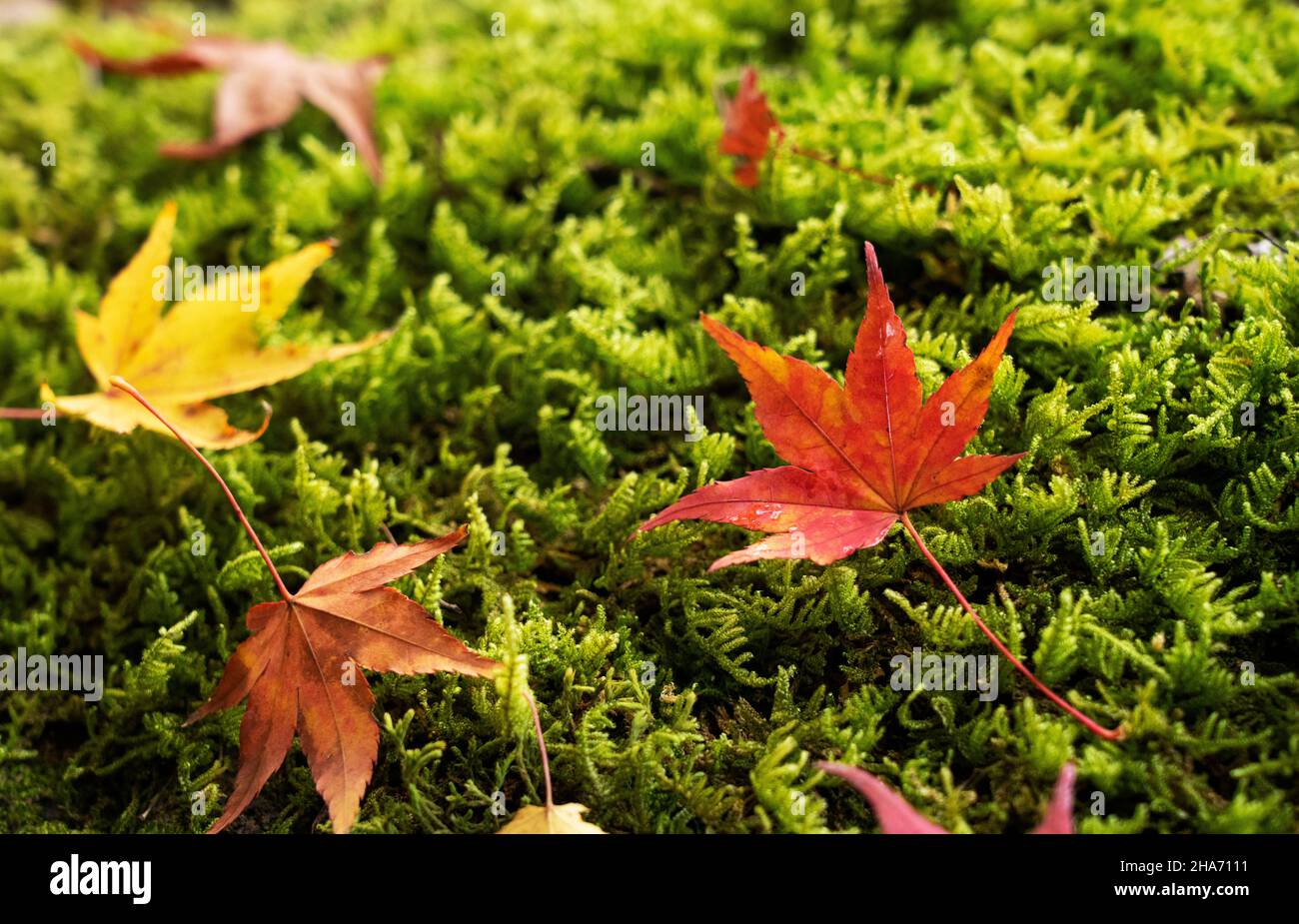 Close-up of Japanese red leaves falling on moss Stock Photo - Alamy