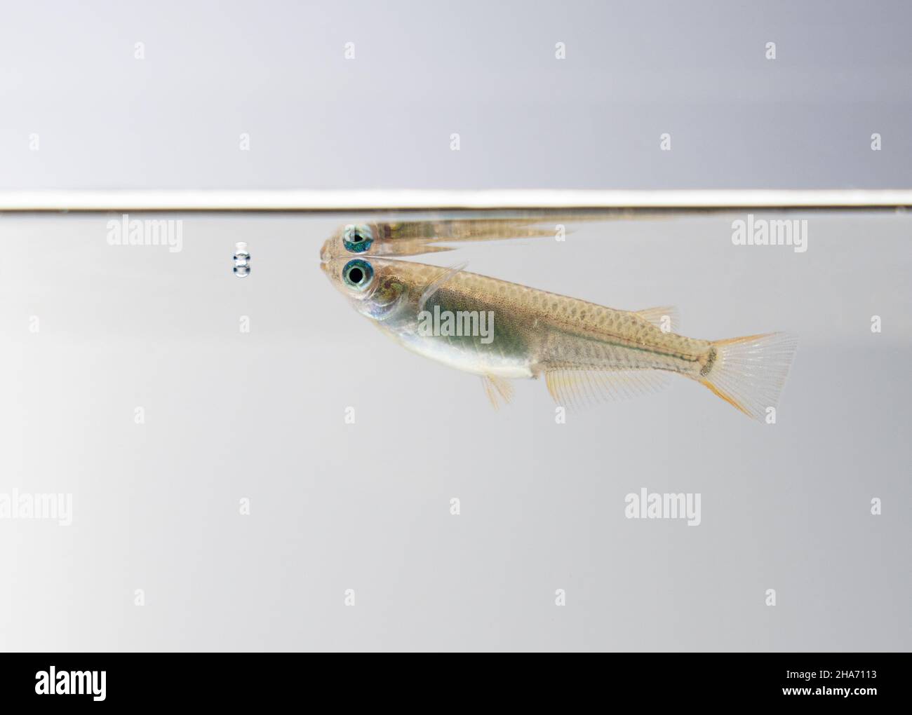Japanese killifish swimming in a tank with a white background Stock ...