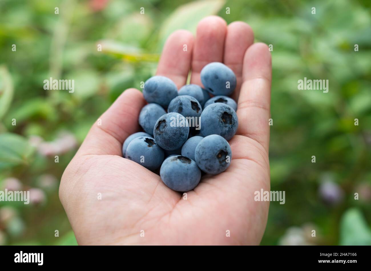 Mans hand holding blueberries hi-res stock photography and images - Alamy