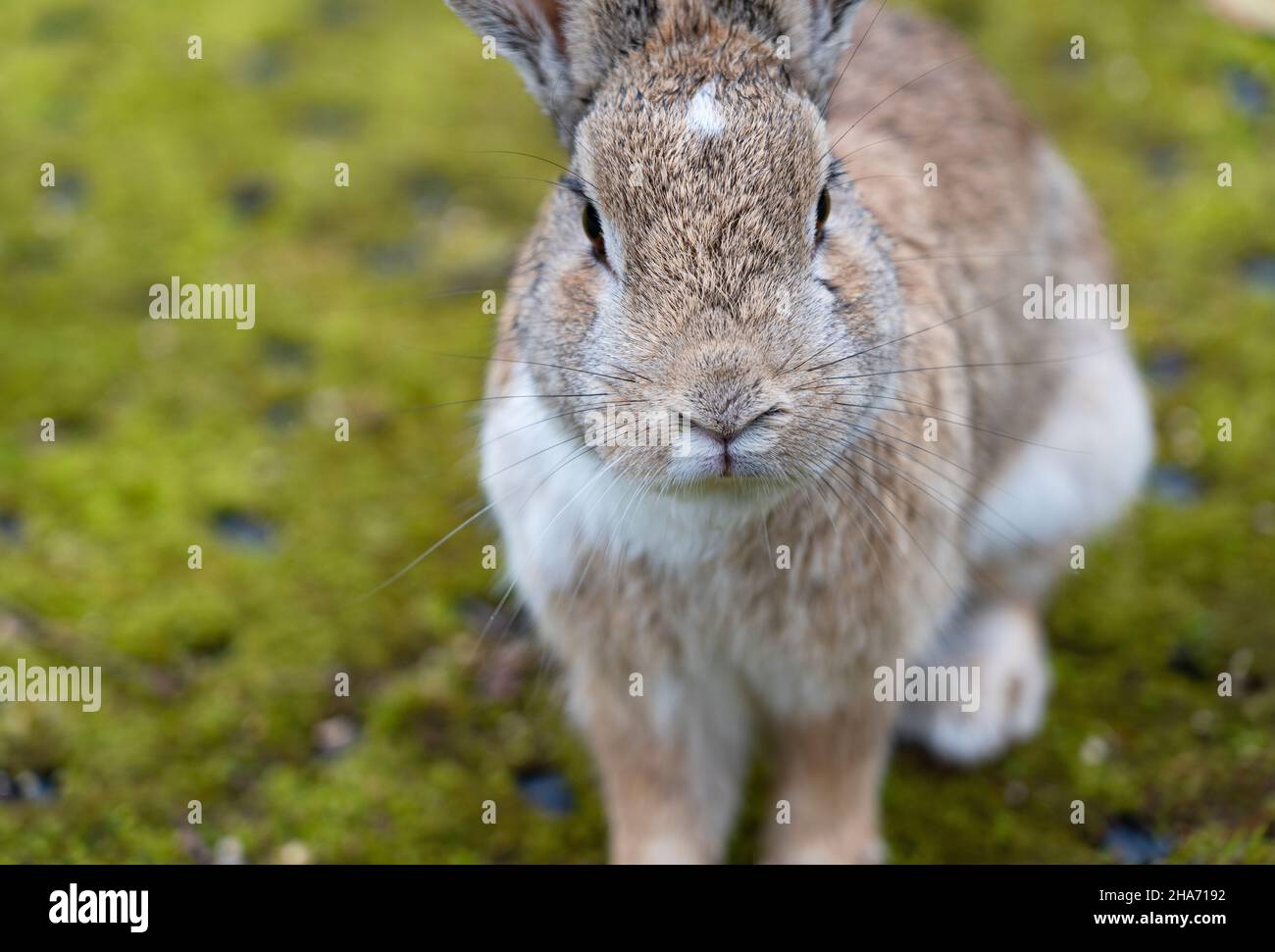 A slightly wet rabbit on green moss Stock Photo - Alamy