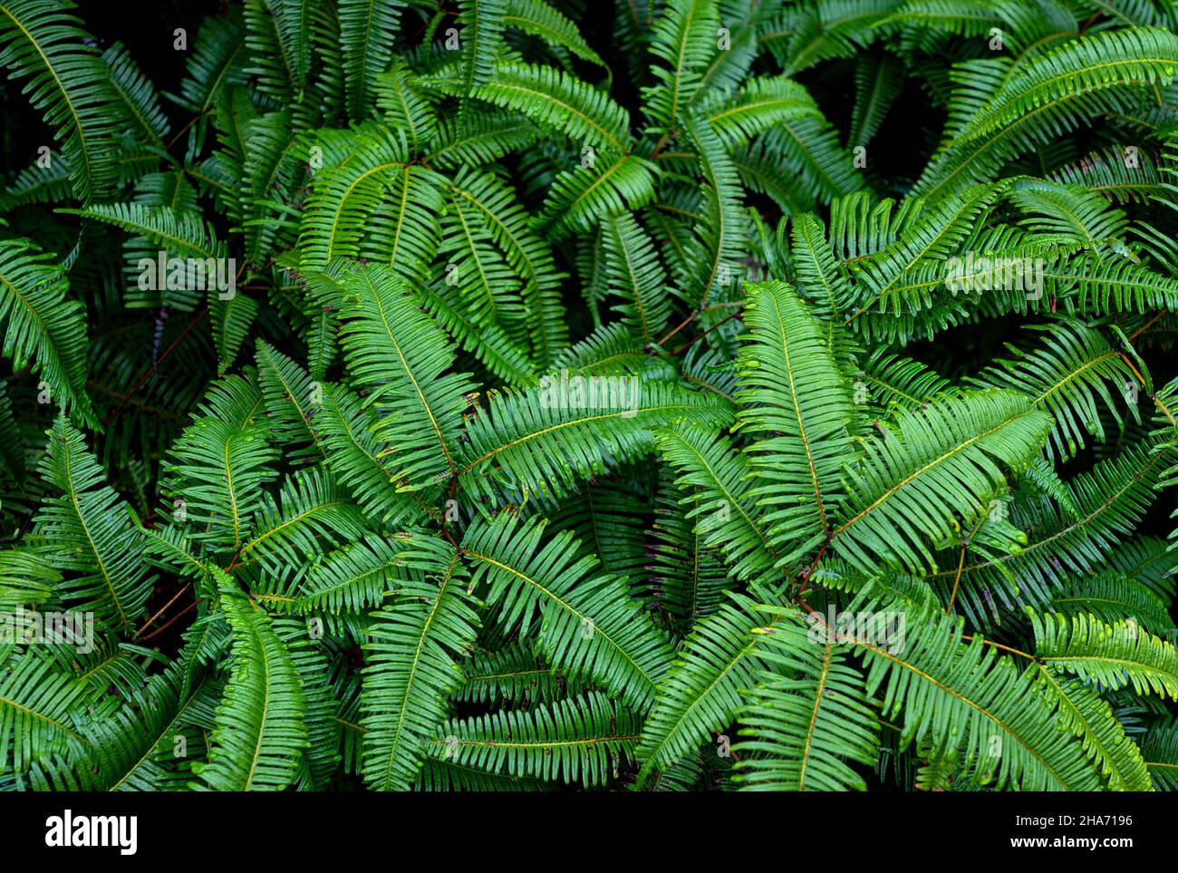 Green ferns across the screen. Plant Backgrounds Stock Photo - Alamy