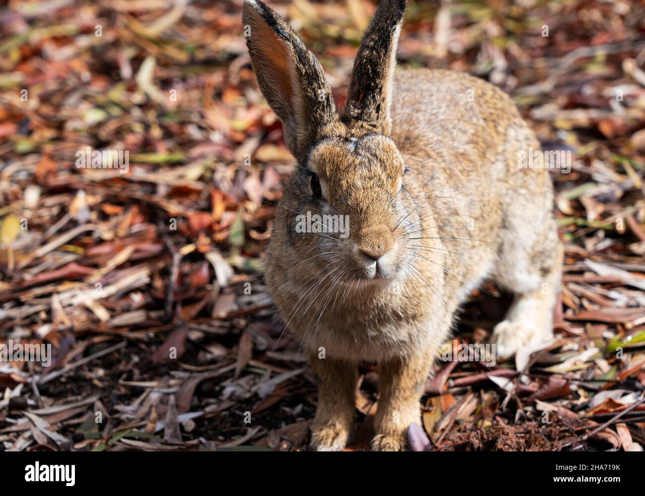 A brown rabbit on a fallen leaf Stock Photo - Alamy