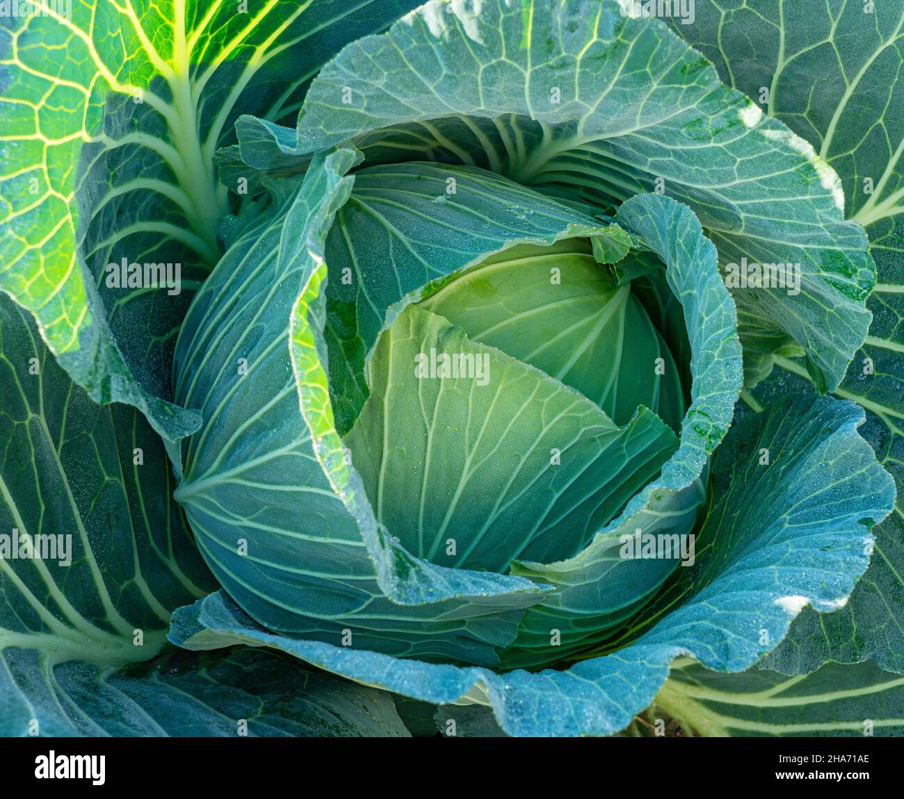 A closeup of one cabbage in a cabbage patch Stock Photo - Alamy