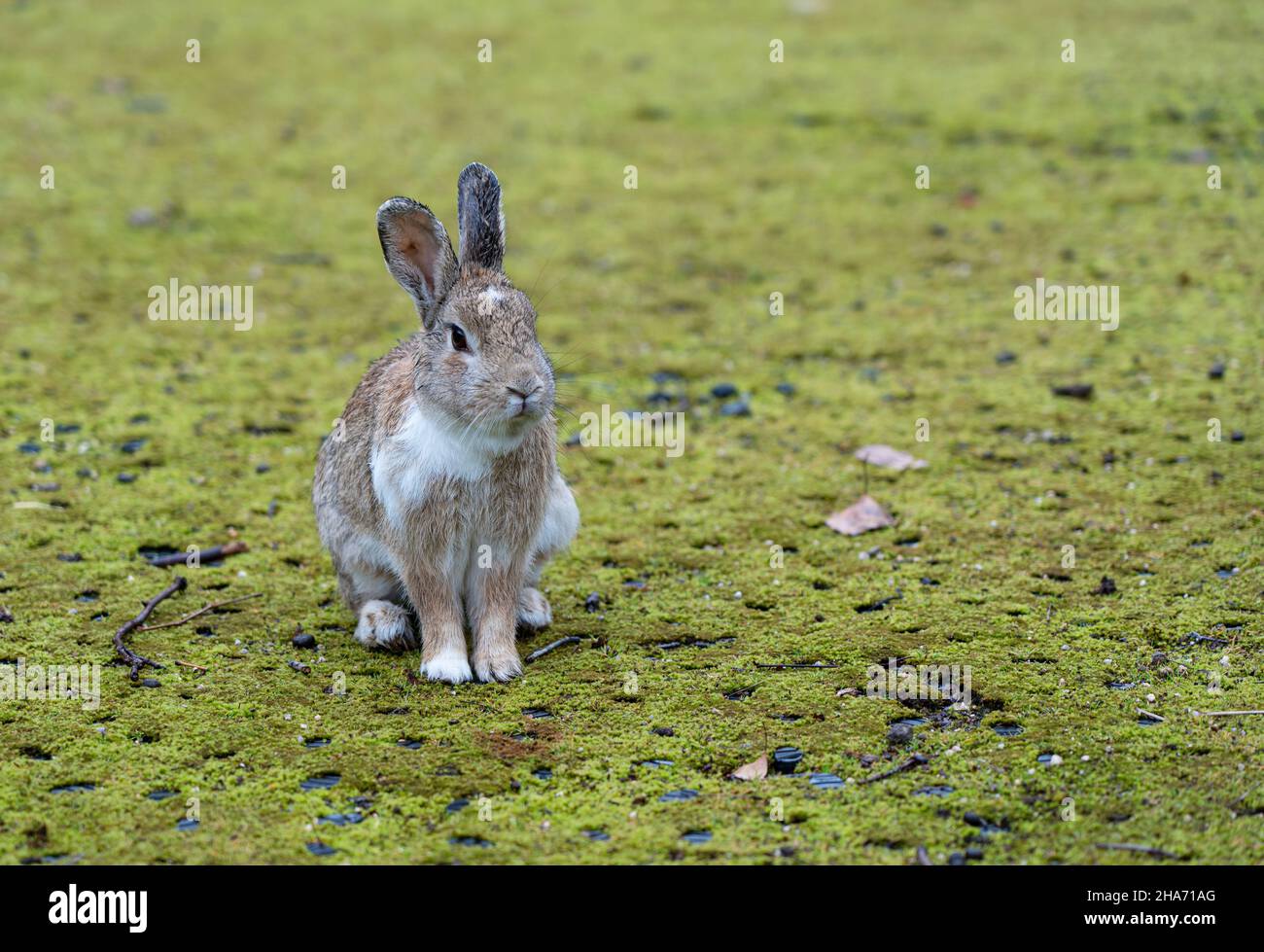 A slightly wet rabbit on green moss Stock Photo - Alamy