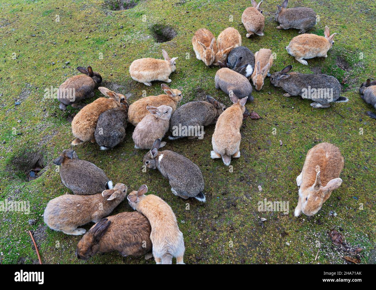 Group of wild rabbits hi-res stock photography and images - Alamy